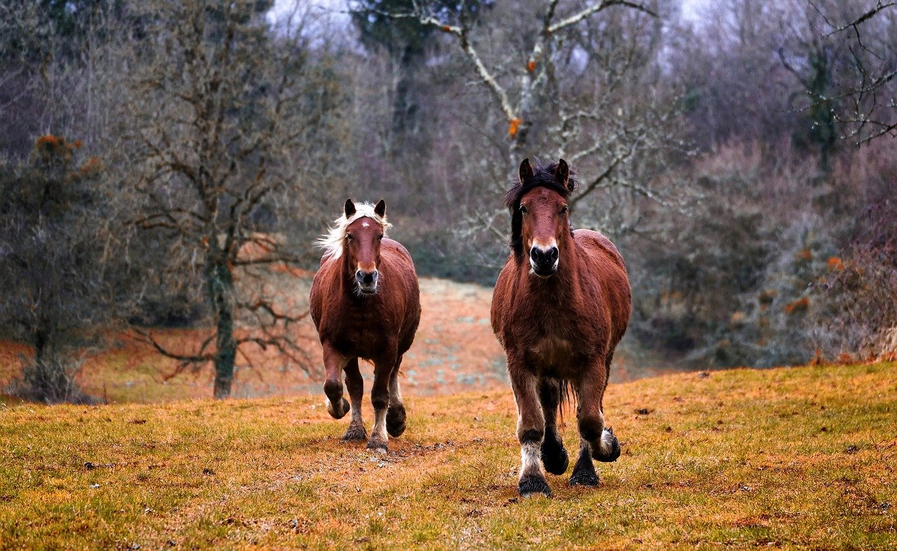 Les animaux sauvages et domestiques : différences et similitudes - Aniweb
