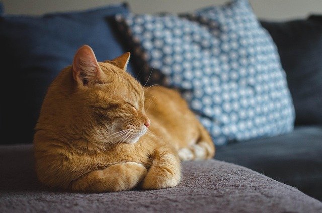 Guides indispensables pour équiper votre chat avec style - Aniweb