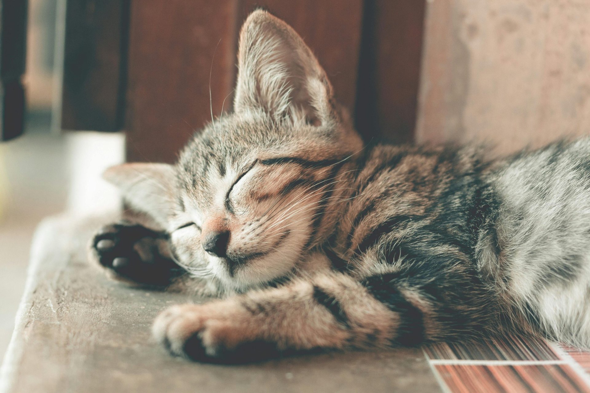 Traitement de l'otite chez le chat : les gouttes à connaître - Aniweb